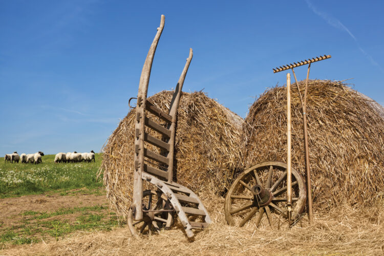 Making Hay By Hand: How to Use a Scythe - Grit